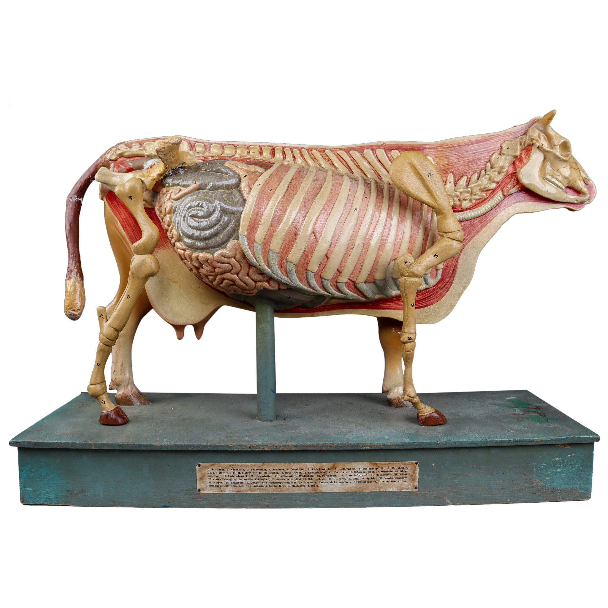 Anatomical Model of a Cow For Sale at 1stDibs