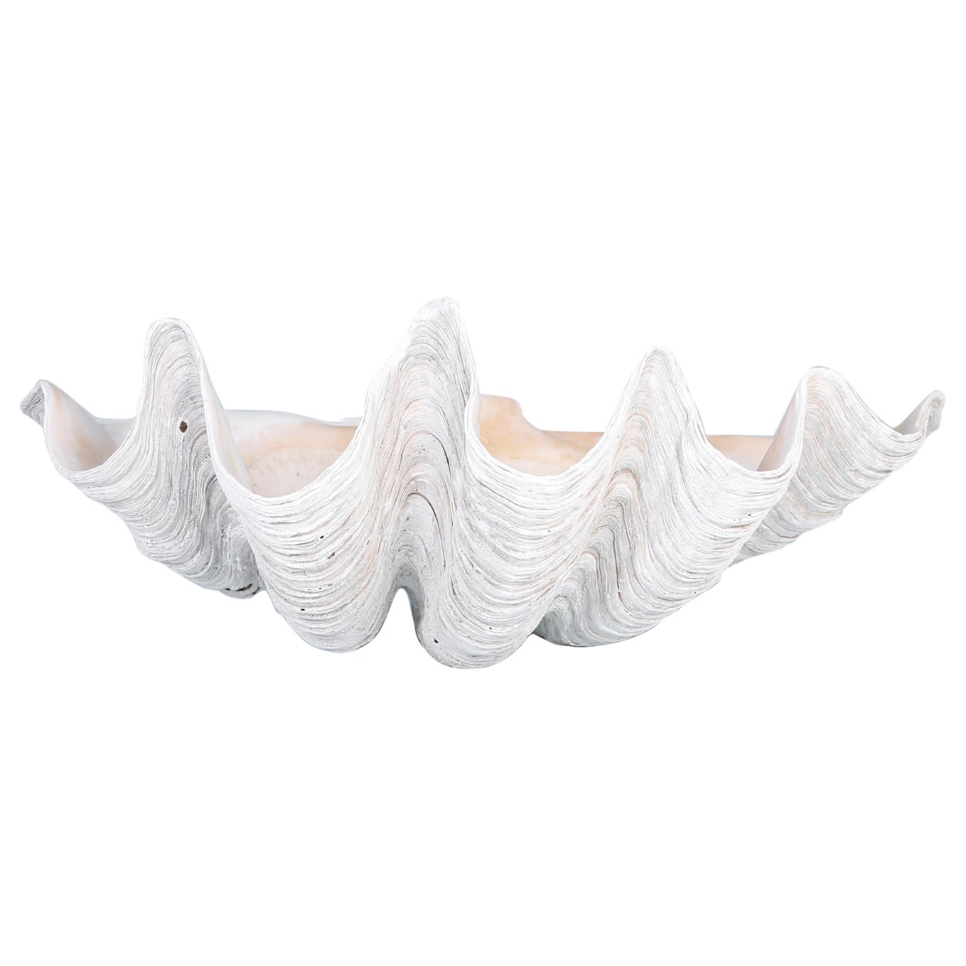Giant Clam on a Footed Base For Sale at 1stDibs