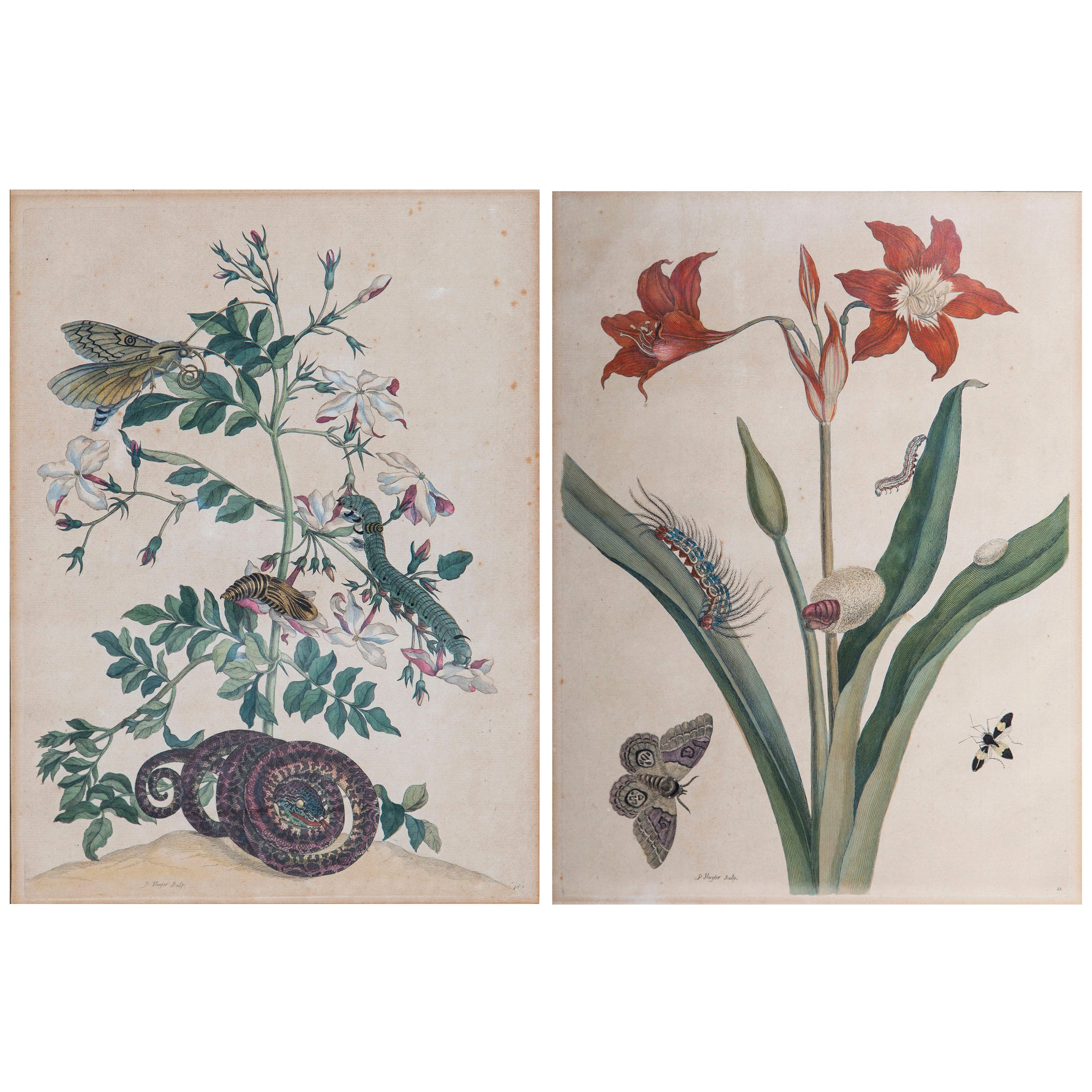 18th Century European Botanical Watercolor and Gouache Painting of ...