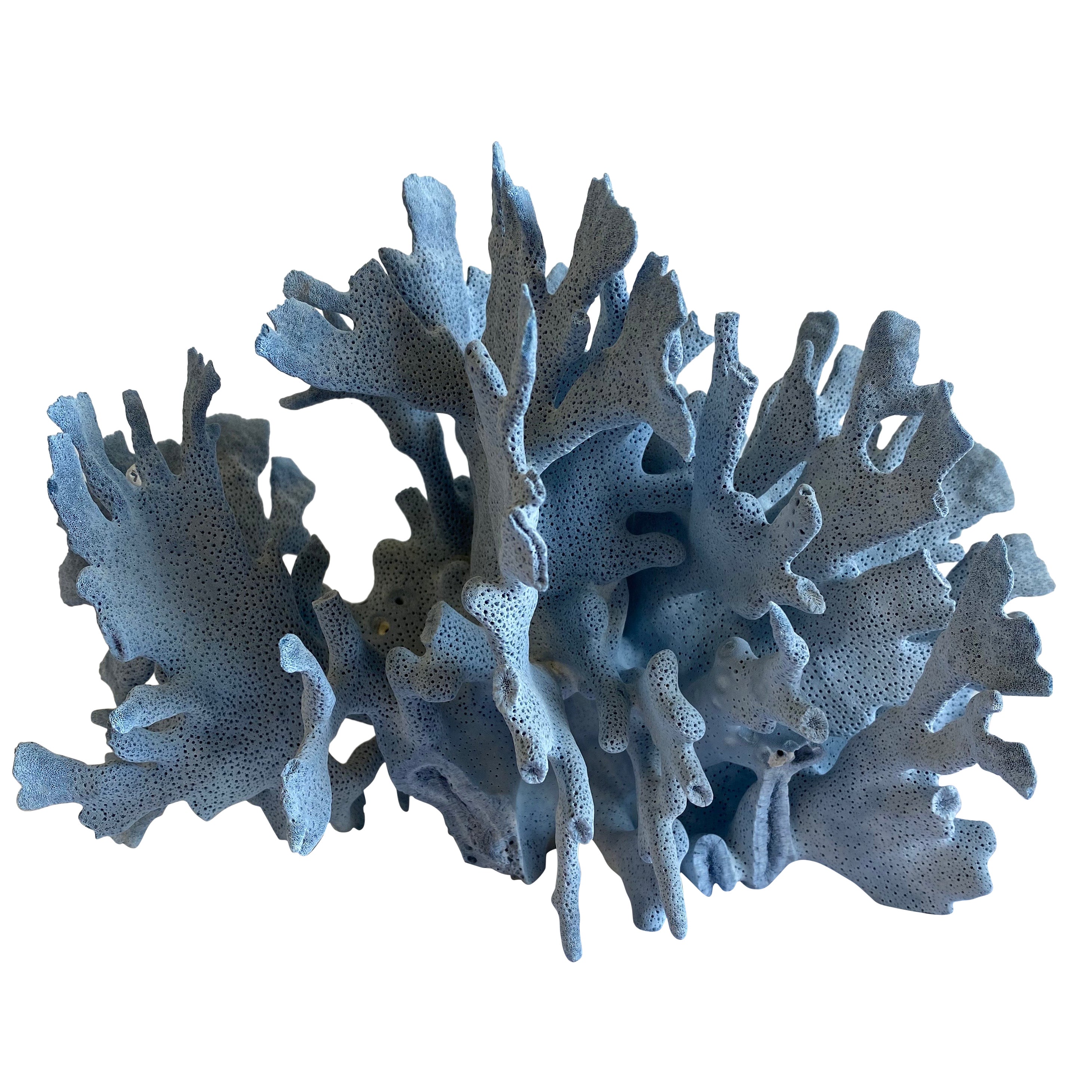 Natural Blue Coral at 1stDibs