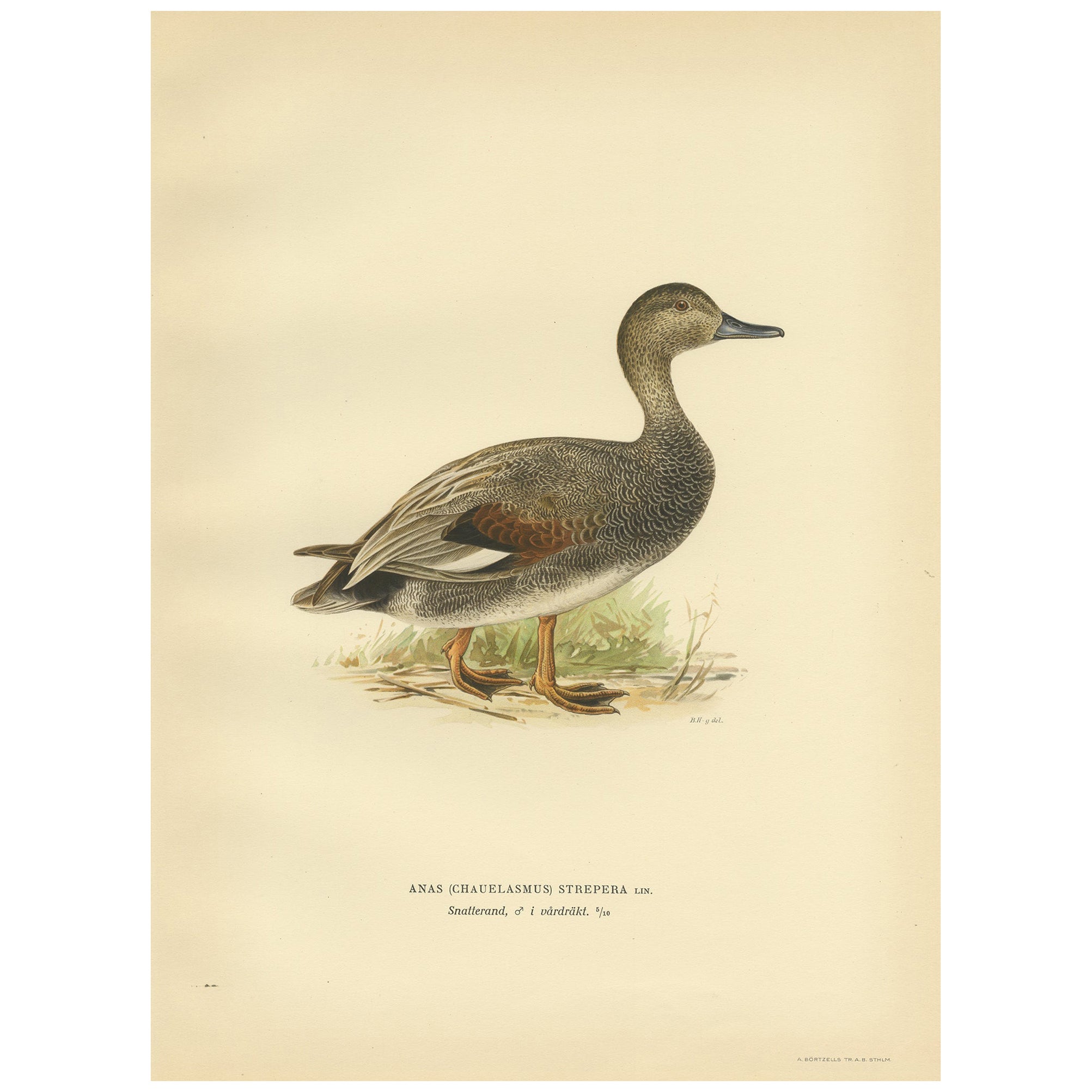 Antique Bird Print of the Corncrake by Von Wright '1929' For Sale at ...