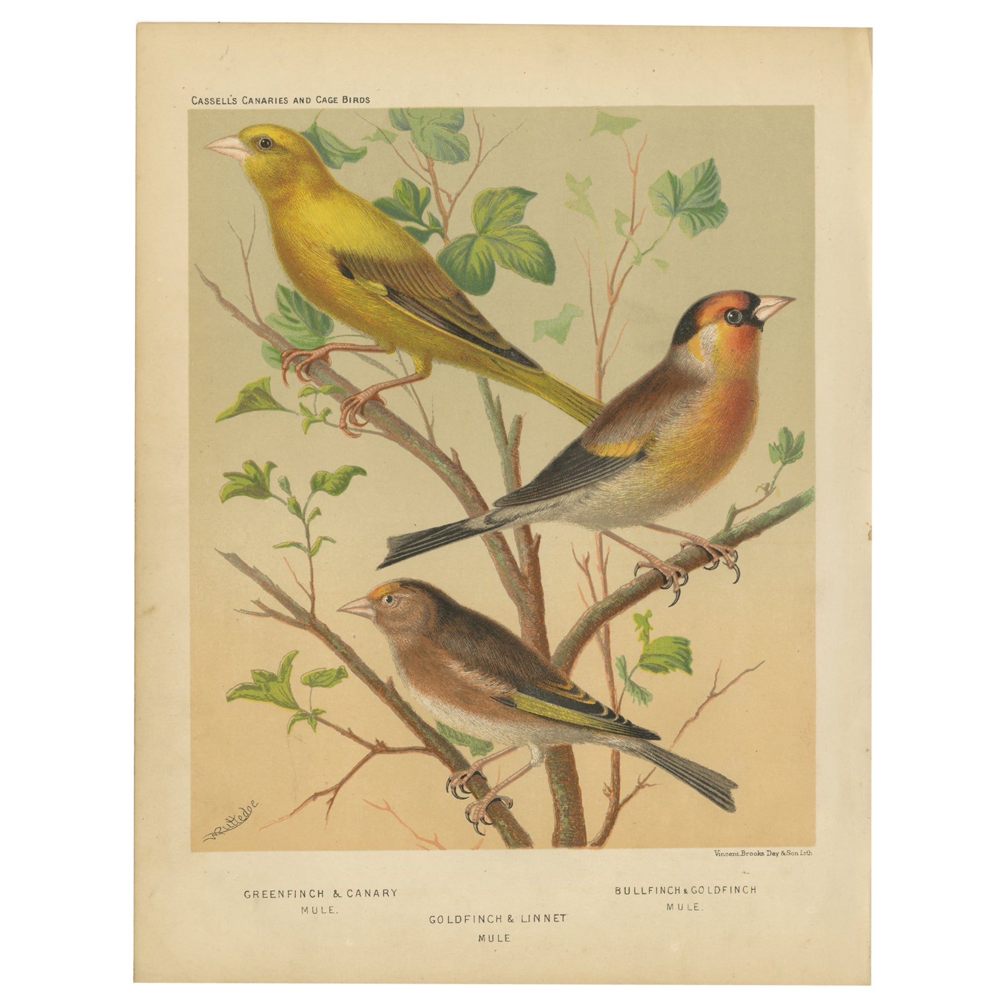 Antique Bird Print of Greenfinch, Haw Finch, Mountain Finch and ...