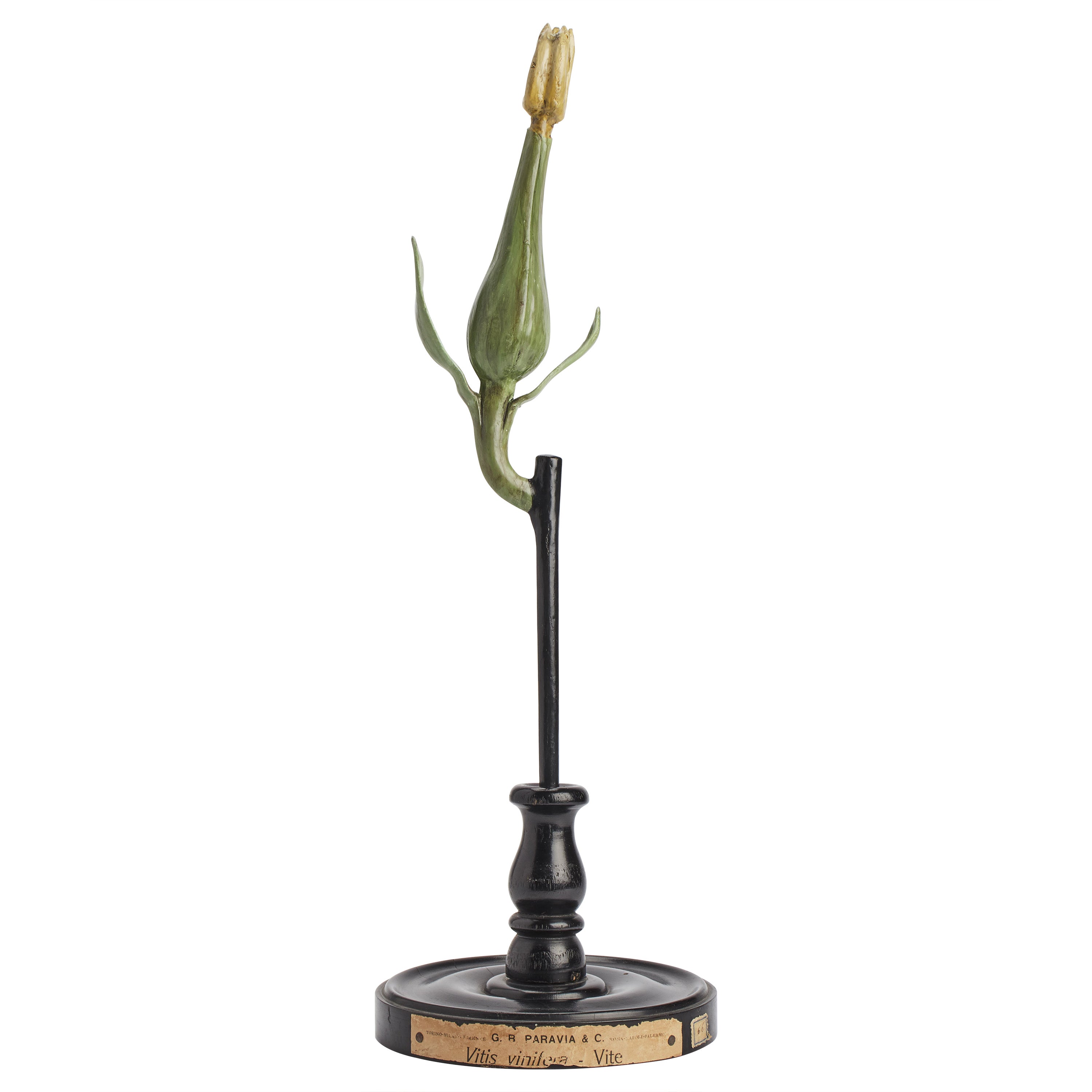 Circa 1887-1900 Herbier, Pressed Botanical Books by Henri Dard For Sale ...