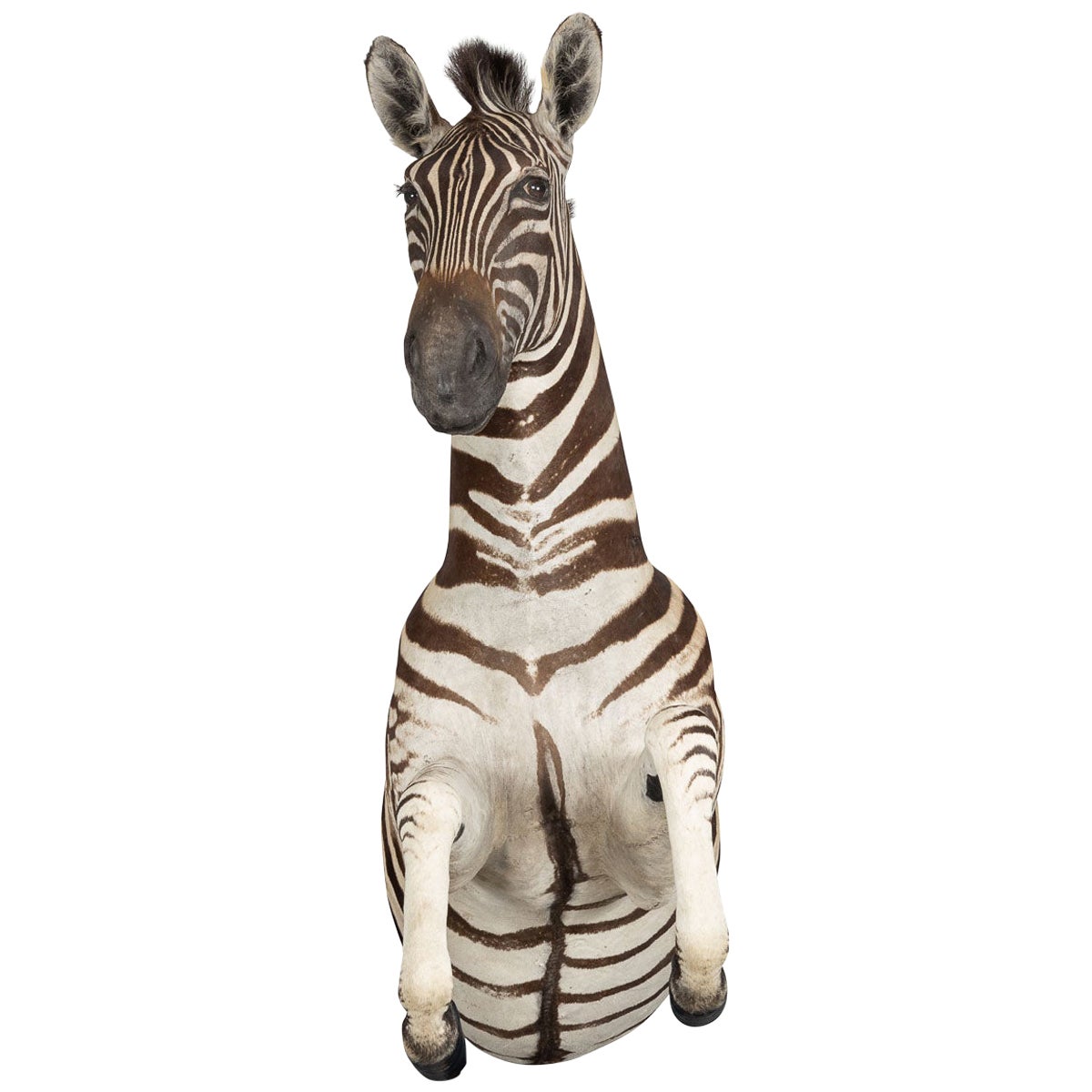 Taxidermy of Zebra Head Mounted on Wood Platform at 1stDibs