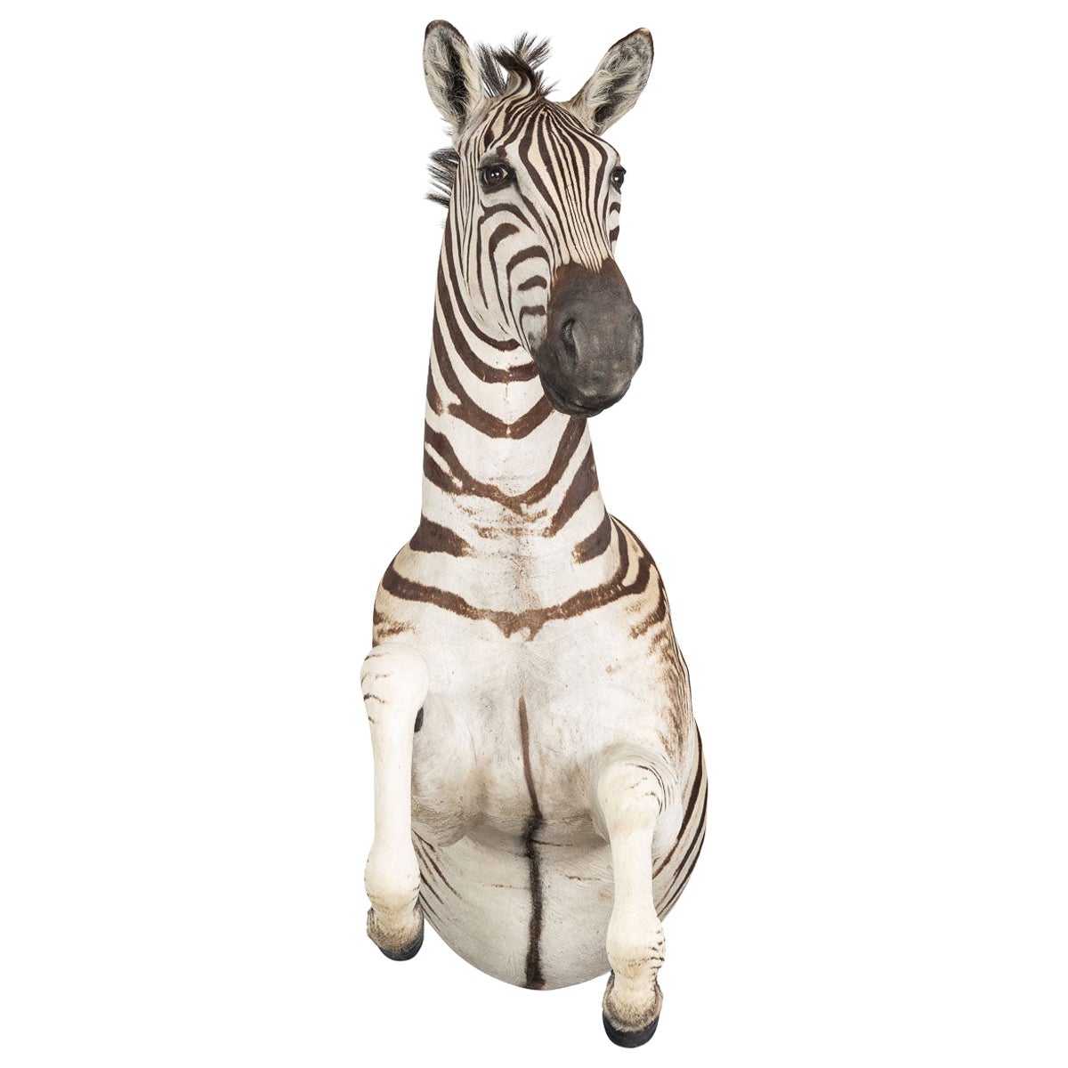 Taxidermy of Zebra Head Mounted on Wood Platform at 1stDibs