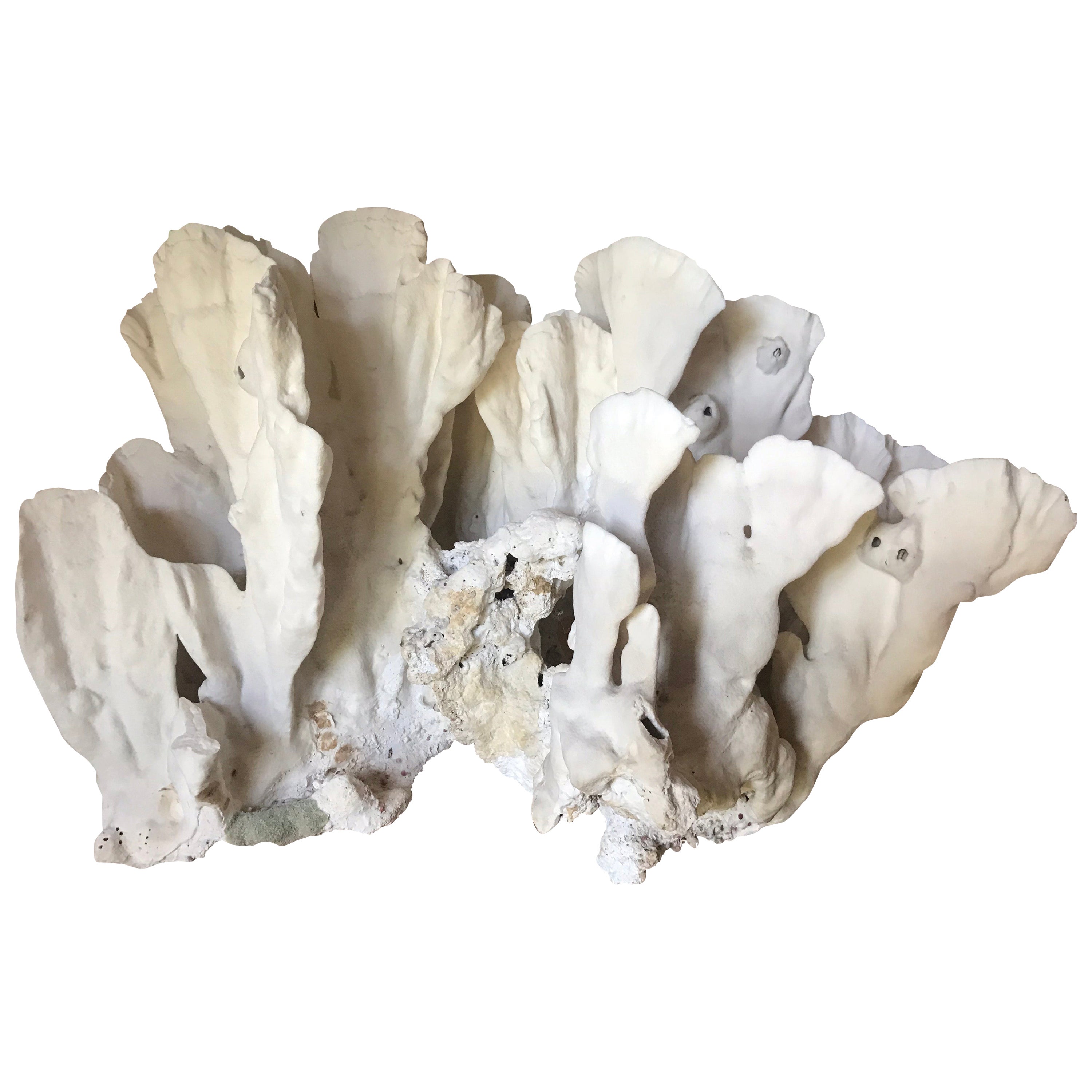 Large Rugosa Coral For Sale at 1stDibs