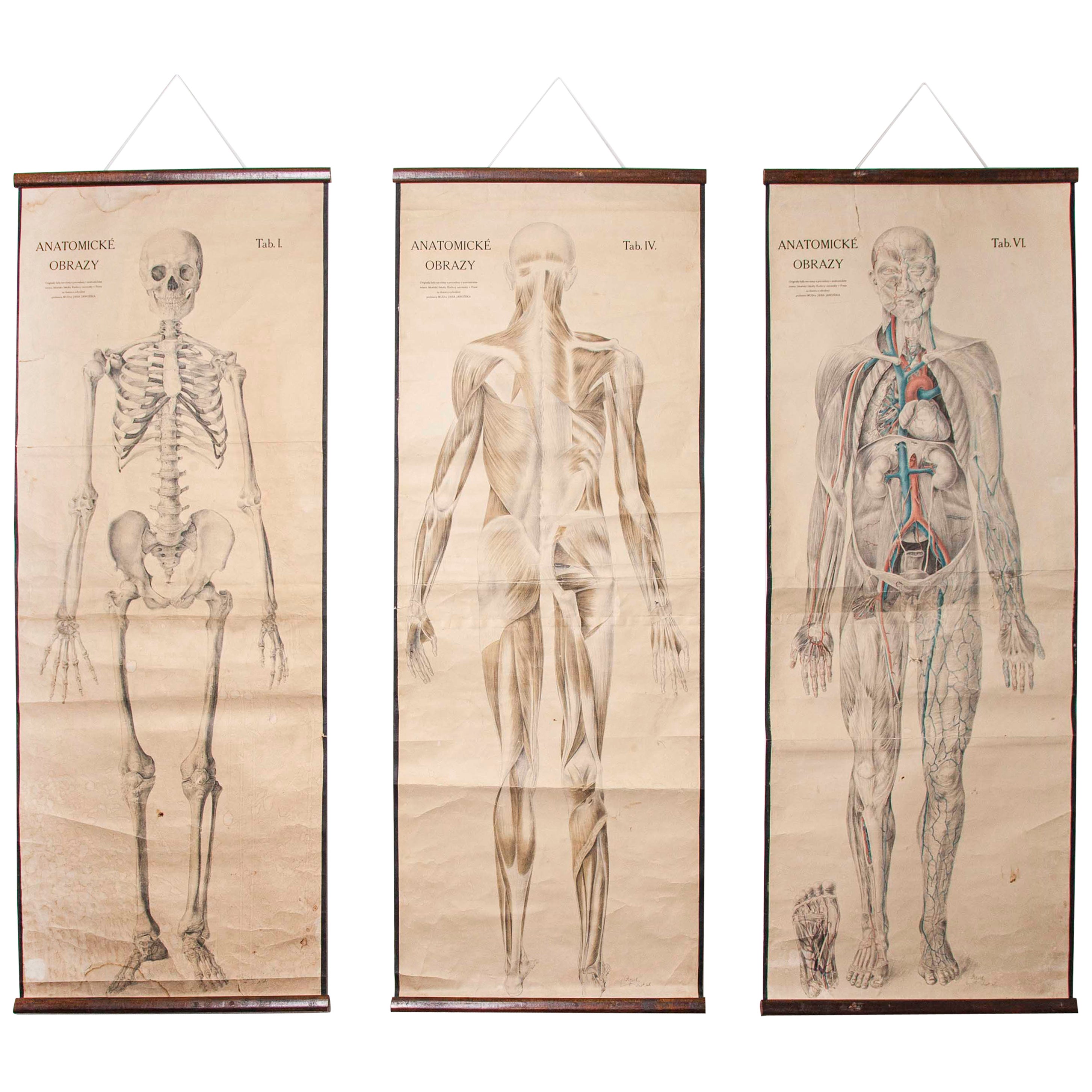 Early 20th Century German Anatomical Chart Eye and Retina For Sale at ...