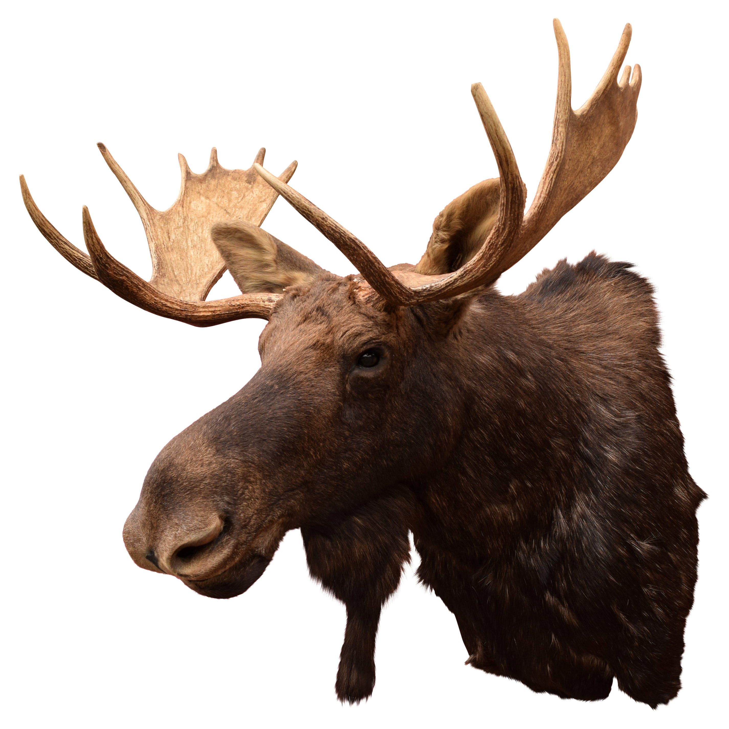 Huge Moose Antlers at 1stDibs