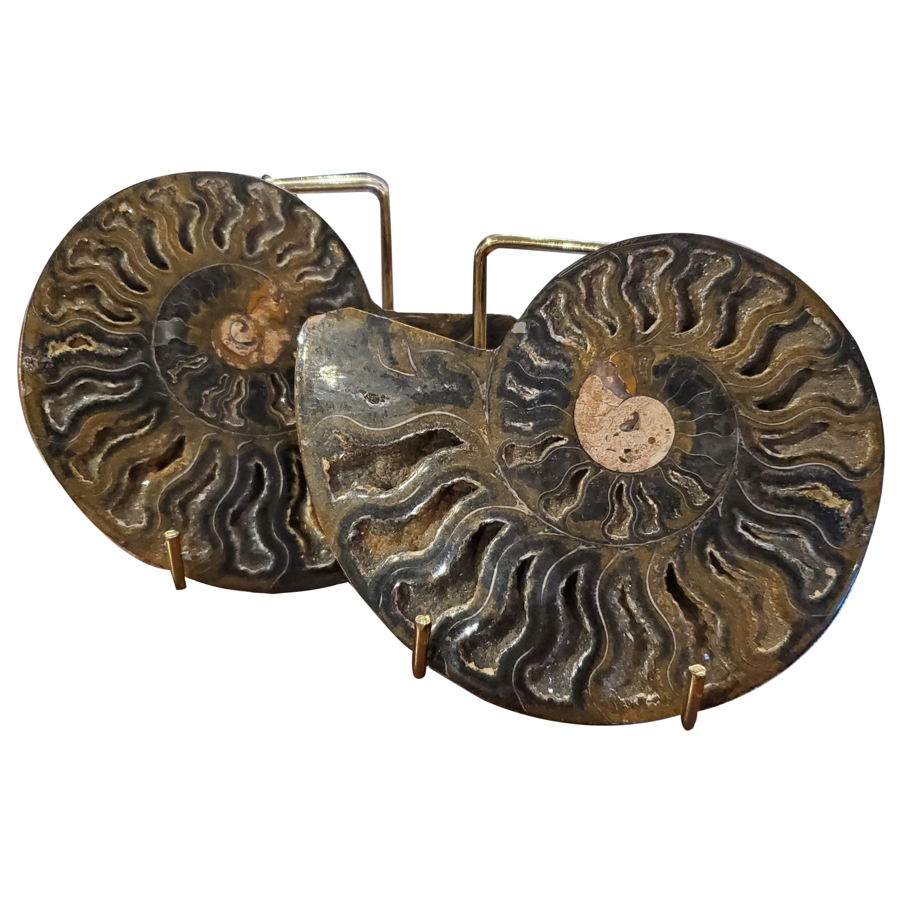 Iridescent Ammonite wall plate For Sale at 1stDibs