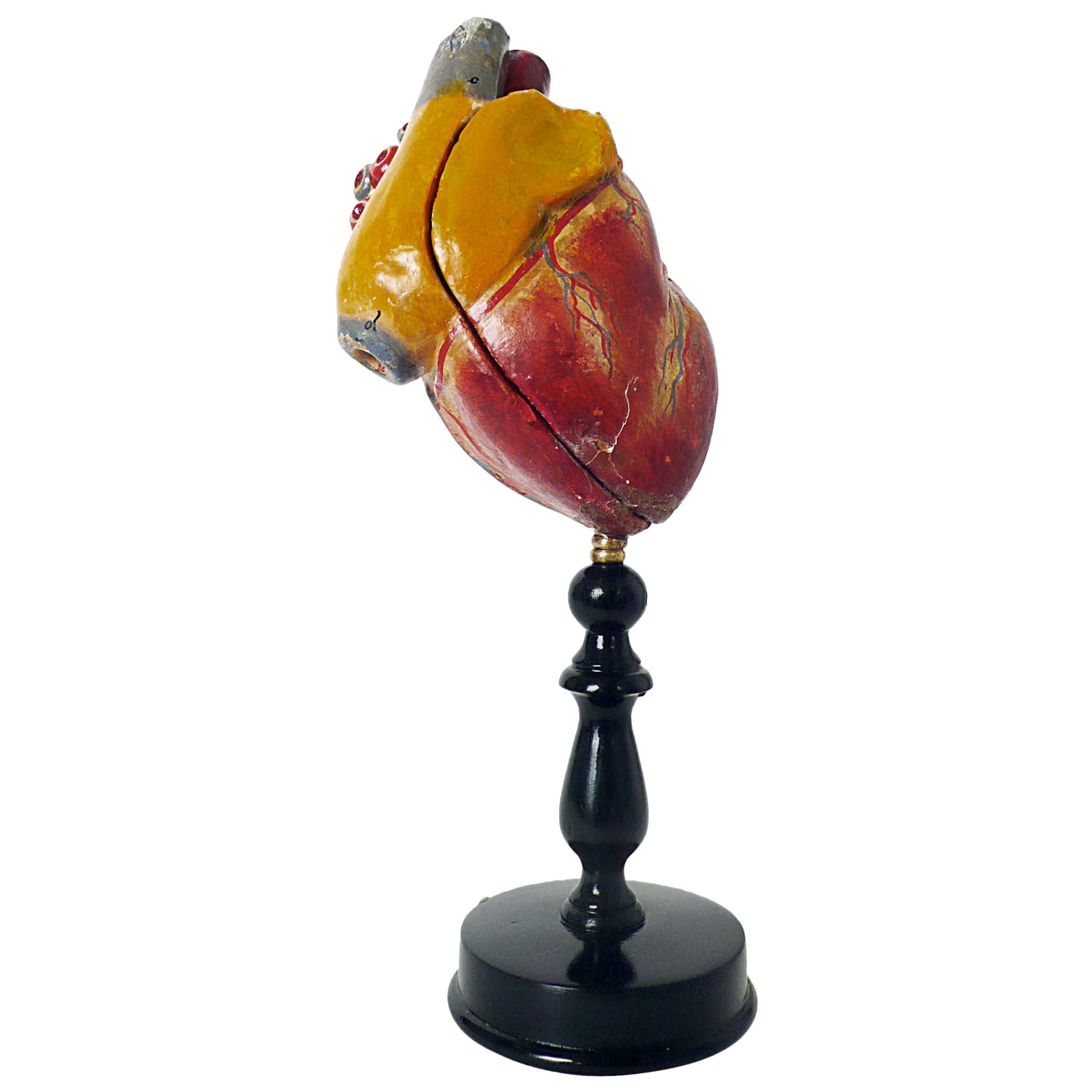 Anatomic Model for Class Depicting an External and Internal Ear For ...