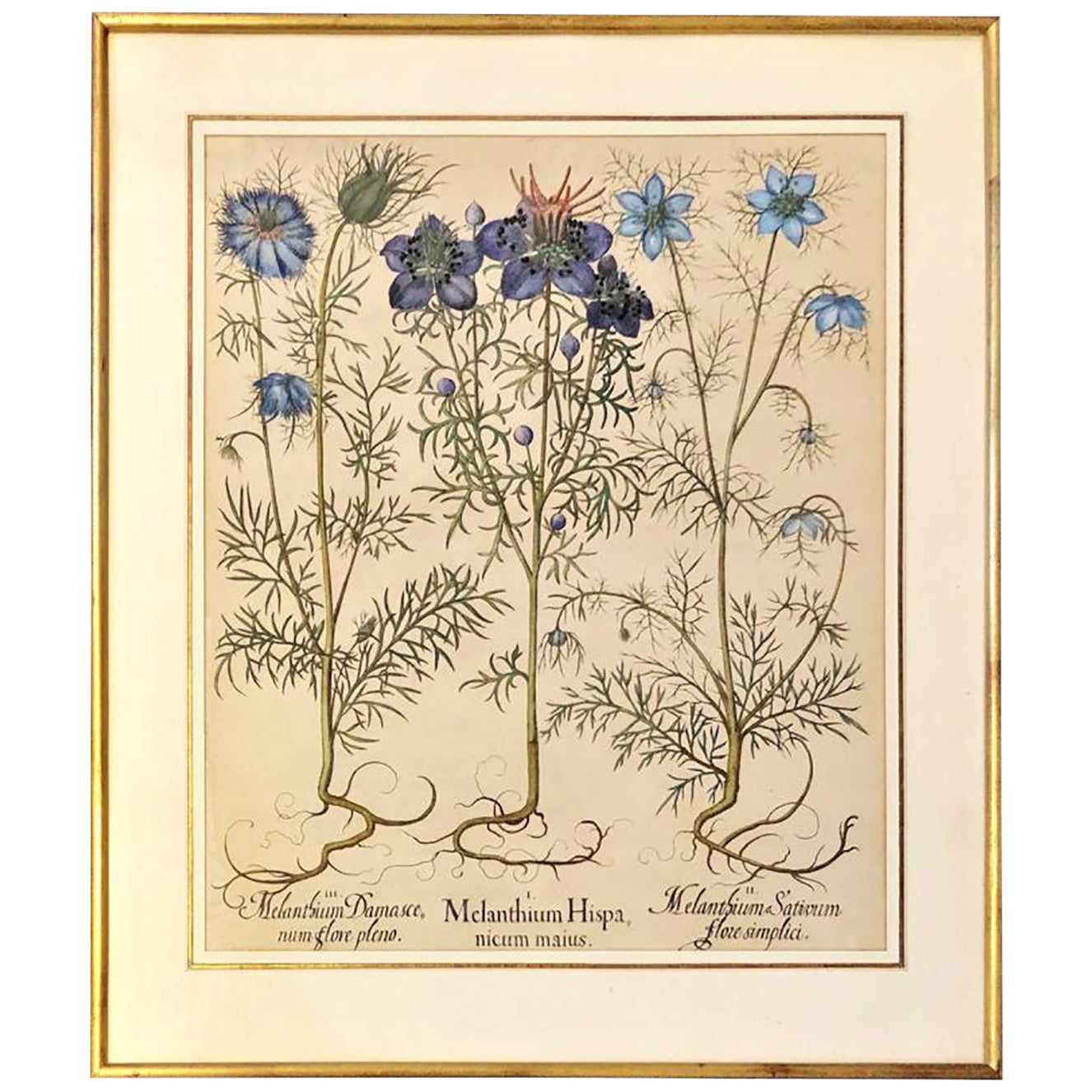 Exceptional Collection of Nine Basilius Besler For Sale at 1stDibs