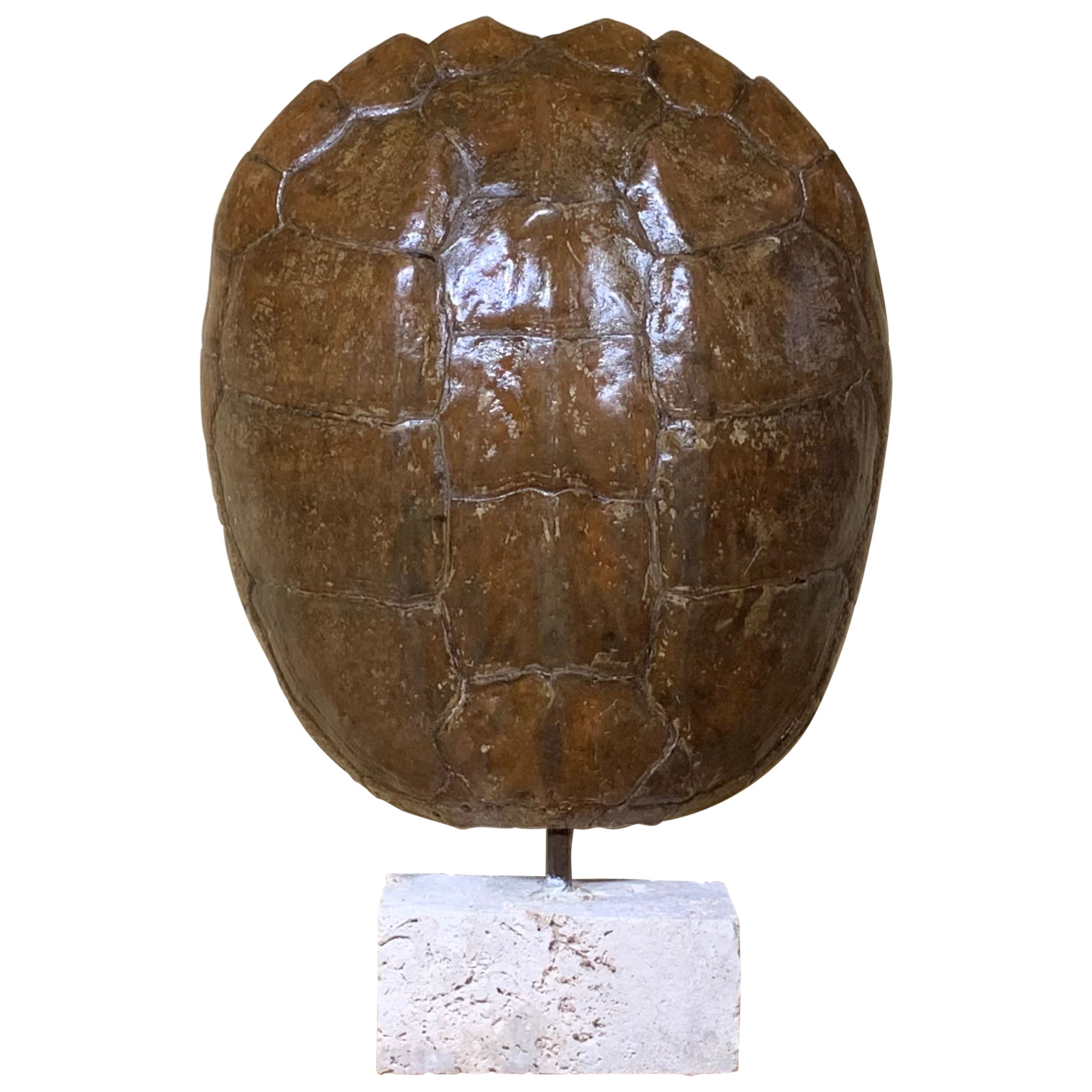 Genuine American Fresh Water Snapping Turtle Shell at 1stDibs