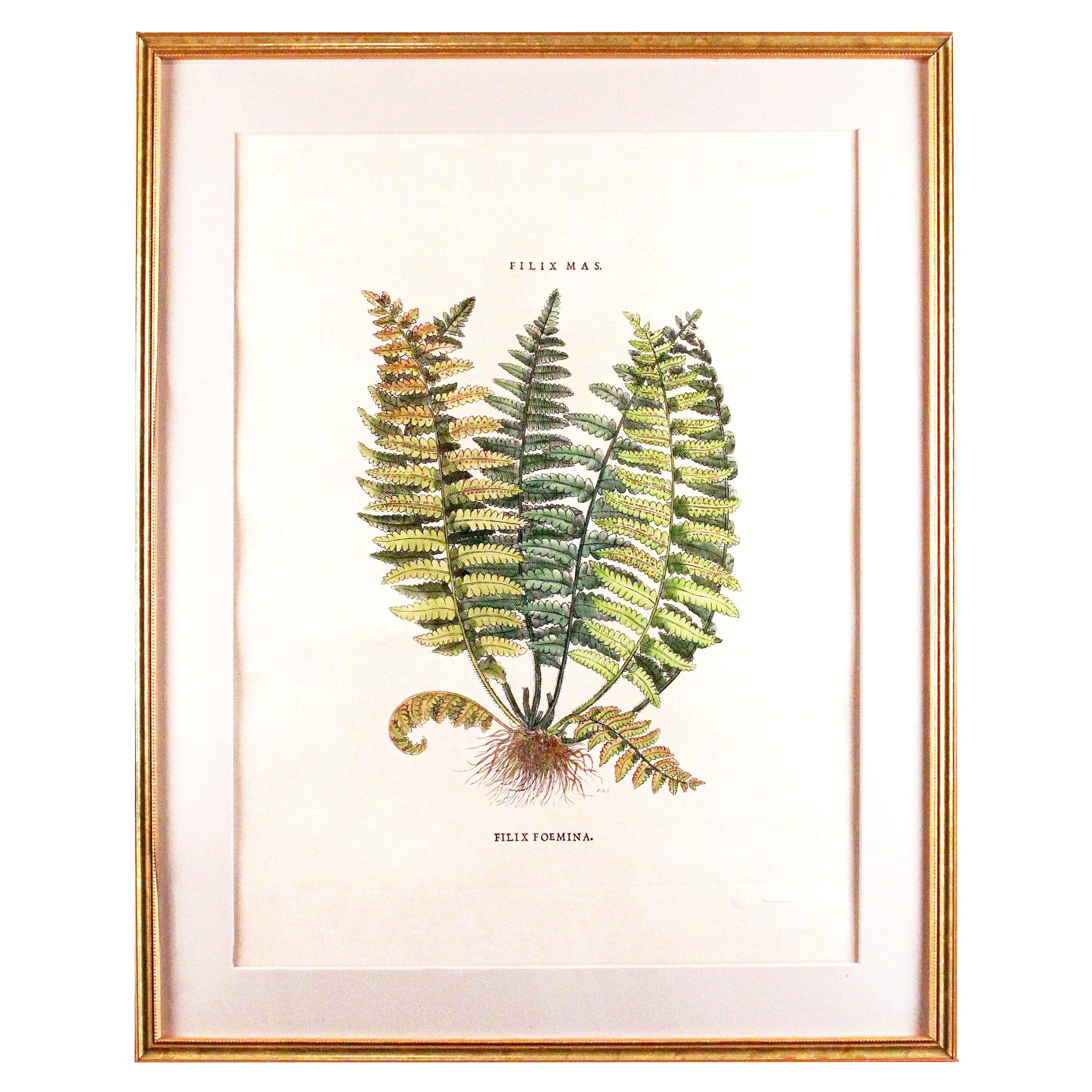 Botanical Fern Prints, Collection of Twenty-Six Botanical Framed Fern ...