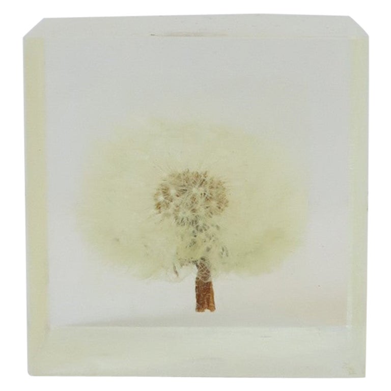 Lucite Cube Encased Dandelion Flower at 1stDibs