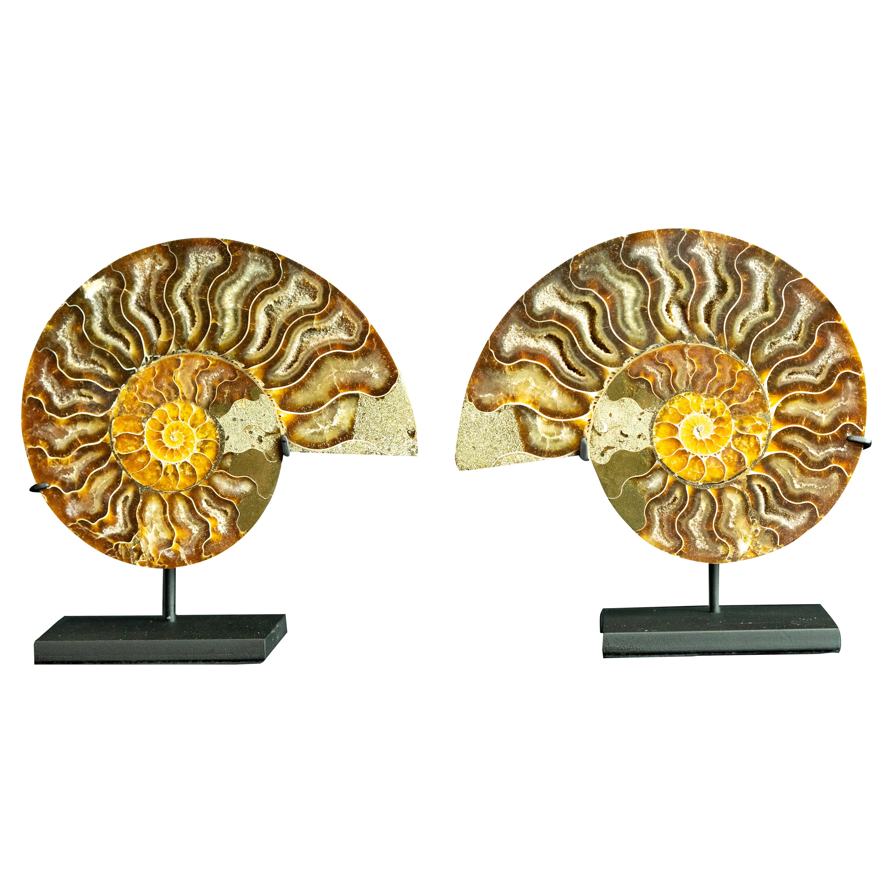 Opalescent Uncoiled Ammonite For Sale at 1stDibs