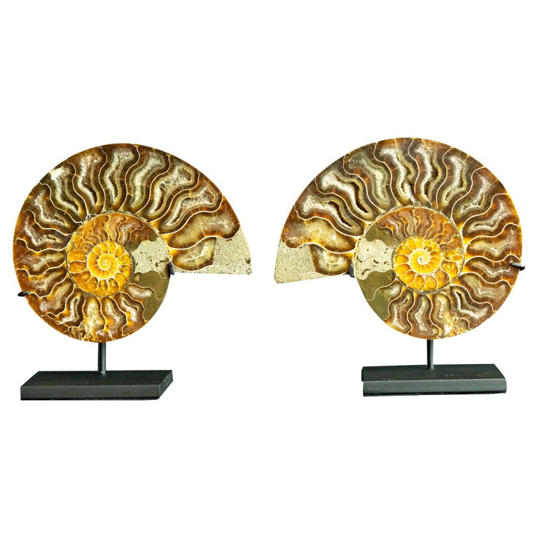 Mounted Ammonite 5" Pair at 1stDibs