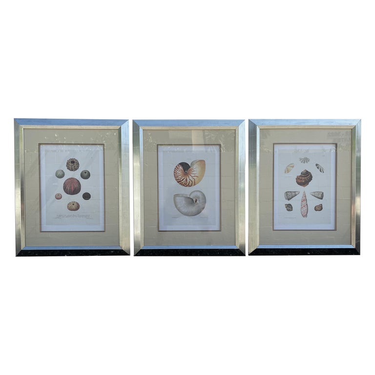 Set of Three Hand Colored Shell Engravings For Sale at 1stDibs