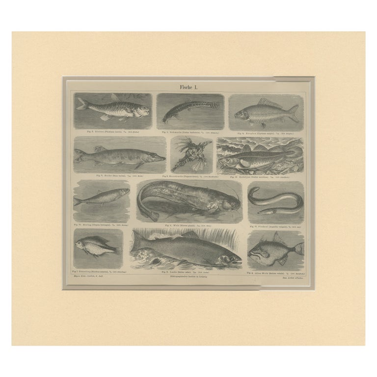 Antique Print of Cod and Other Fishes by Meyer 'c.1890' For Sale at 1stDibs