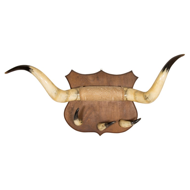 Vintage Steer Horn Hat Rack For Sale at 1stDibs