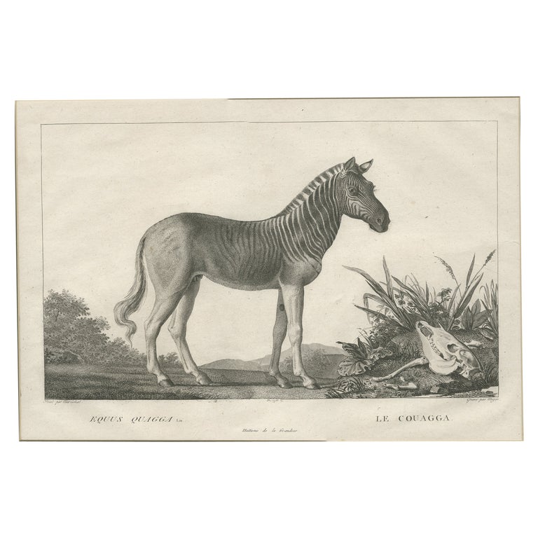 Antique Print of a Quagga by Miger 'c.1805' For Sale at 1stDibs