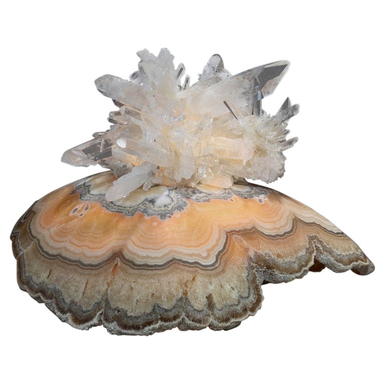 "Turtle" Aragonite Shell Formed Lit Sculpture For Sale at 1stDibs