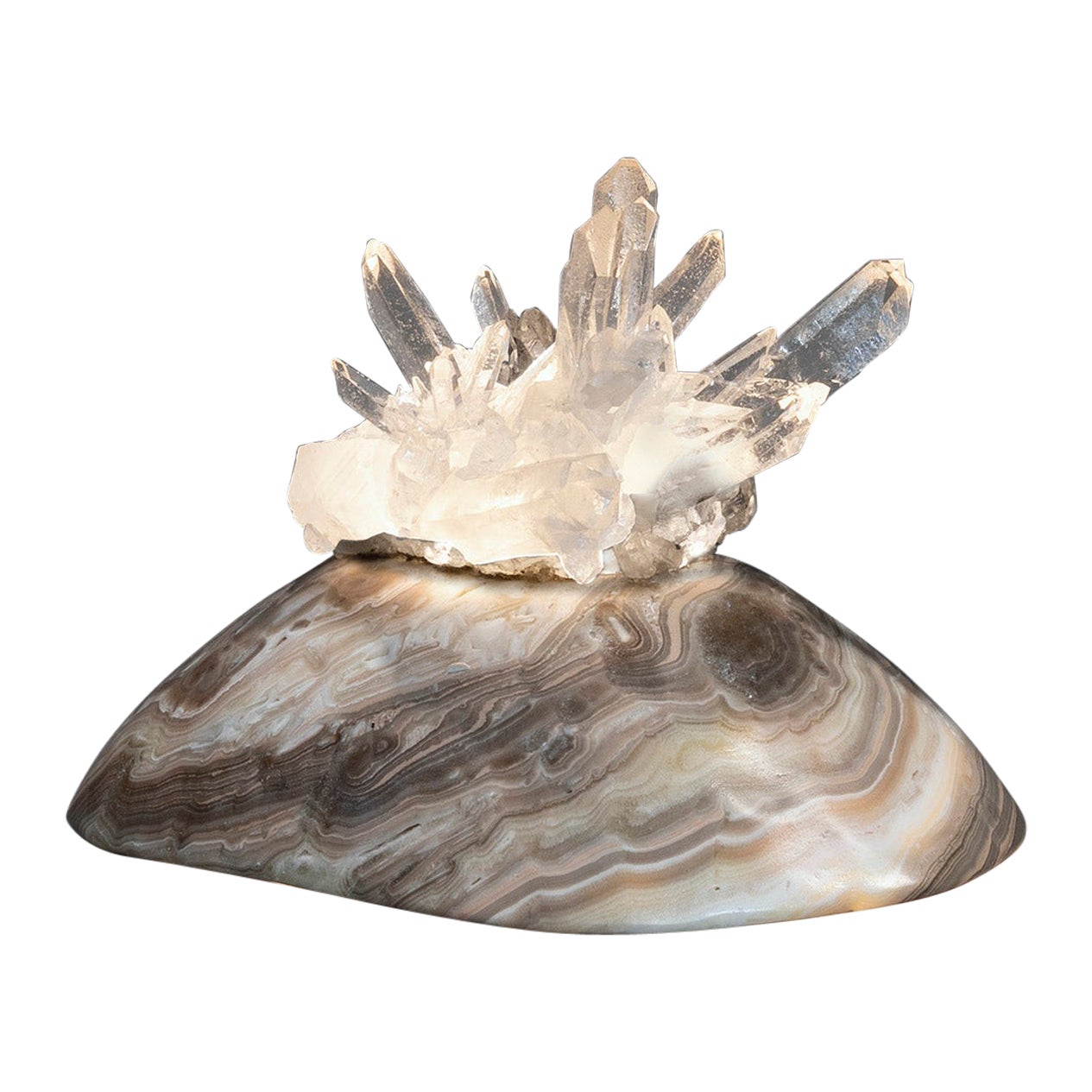 Mounted Snapping Turtle Shell at 1stDibs