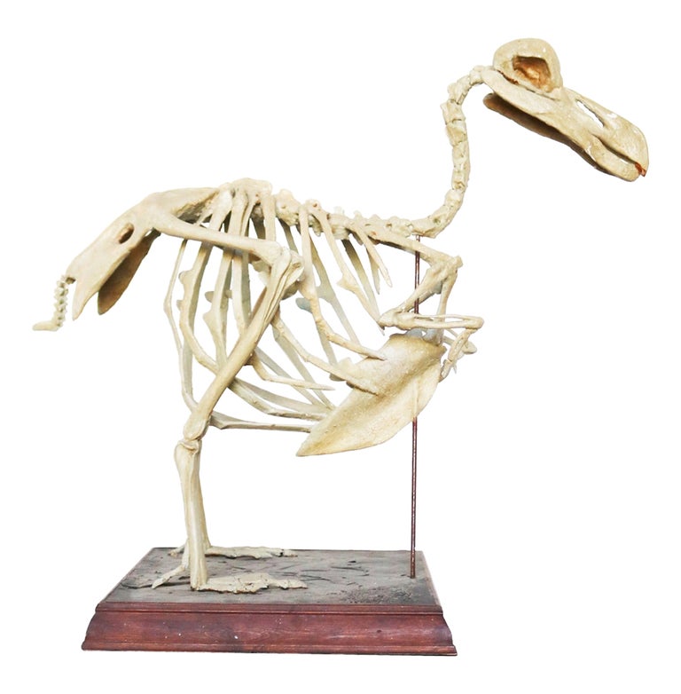 Antique Cast of a Complete Dodo Skeleton at 1stDibs