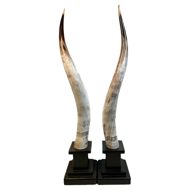 Custom Mounted Matched Pair of Long Horn Steer Horns at 1stDibs