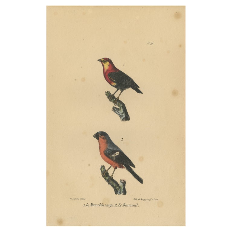 Pl. 59 Antique Bird Print of a Manakin and Bullfinch by Lejeune, 'c ...