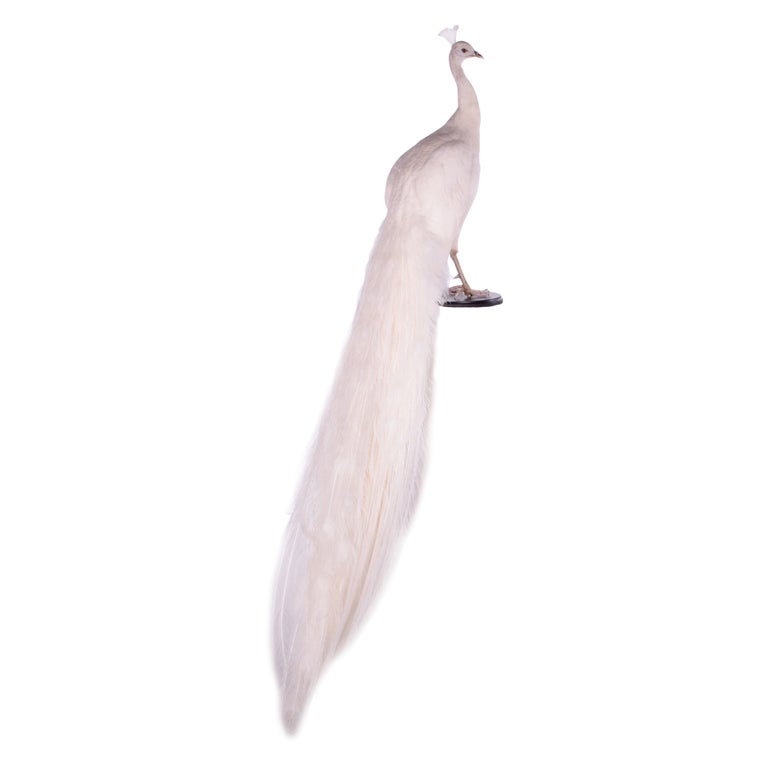 Beautiful Graceful Stuffed White Peacock at 1stDibs | white peacock ...