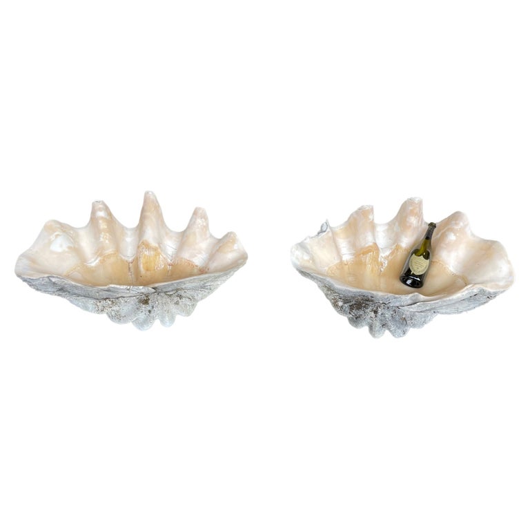 Rare Pair of Exceptionally Large Antique Giant Clam Shells at 1stDibs