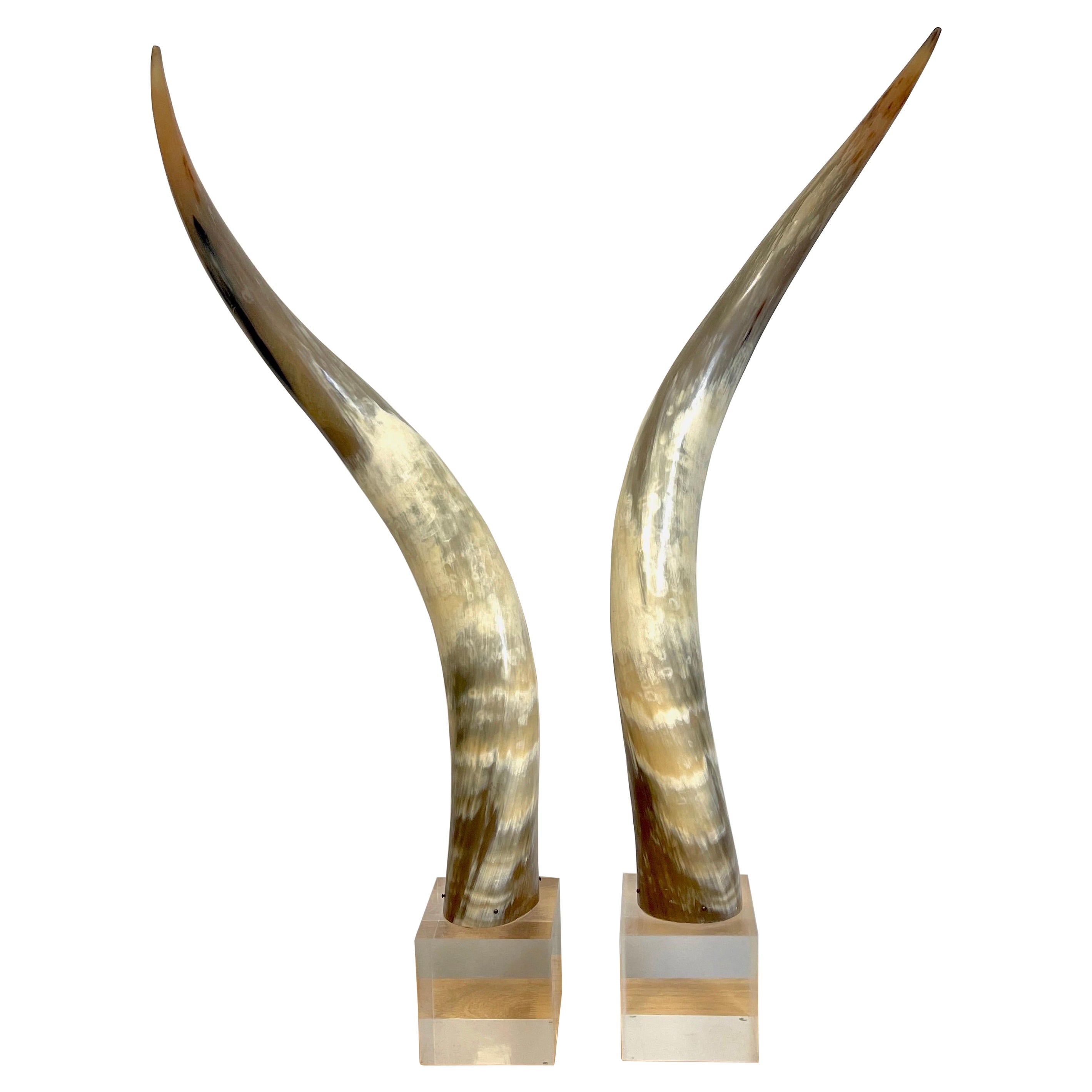 Mid-Century Pair of Large and Dramatic Polished Horns on Mounts For ...