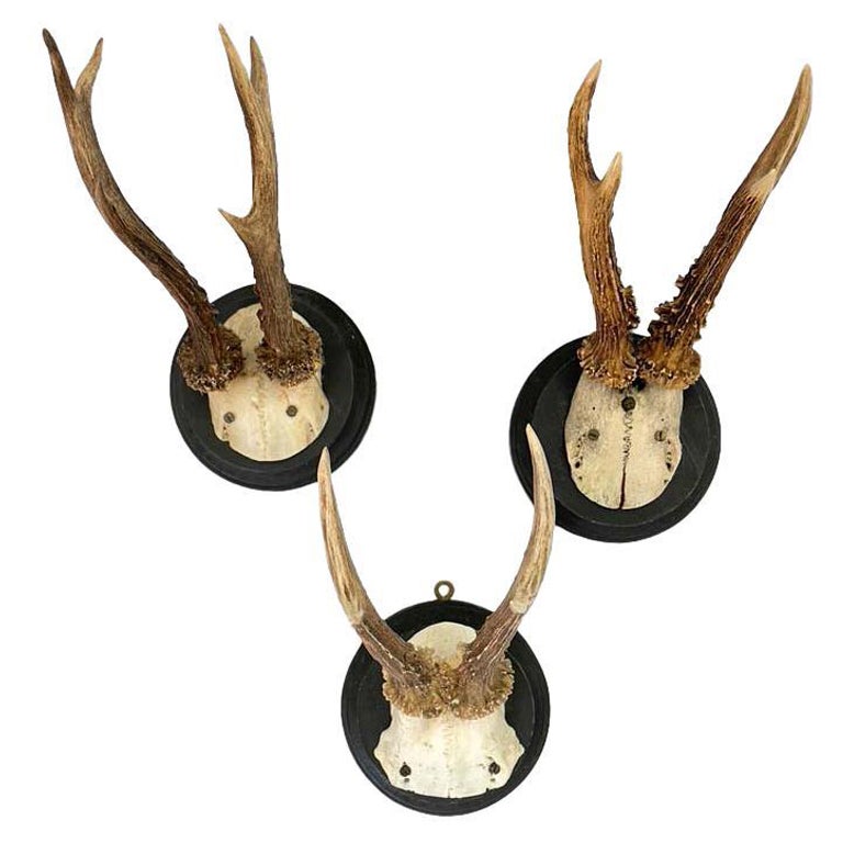 Set of Three Roe Deer Black Forest Antler Mounts at 1stDibs