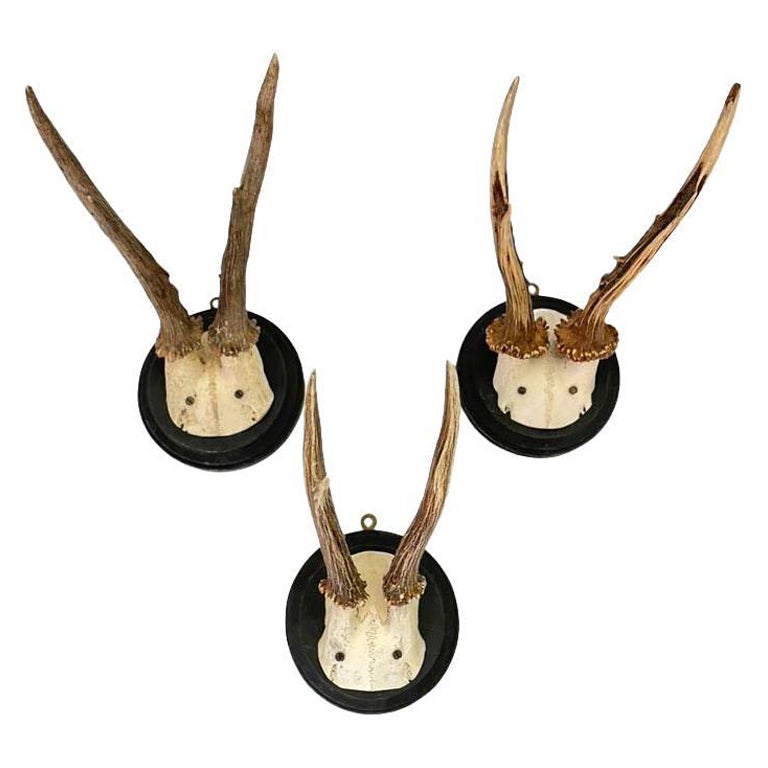 Set of Three Roe Deer Black Forest Antler Mounts at 1stDibs
