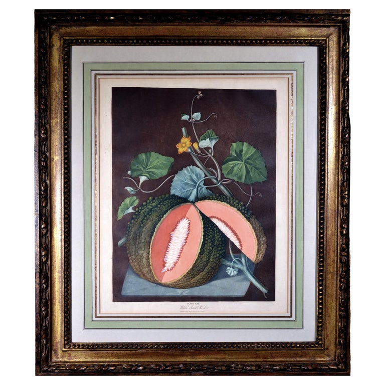 George Brookshaw Framed Engraving of A Melon, Plate LXV, White Seeded ...
