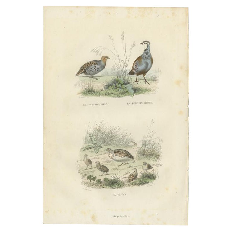 Original Antique Print of the Grey Partridge, Red Partridge and the ...