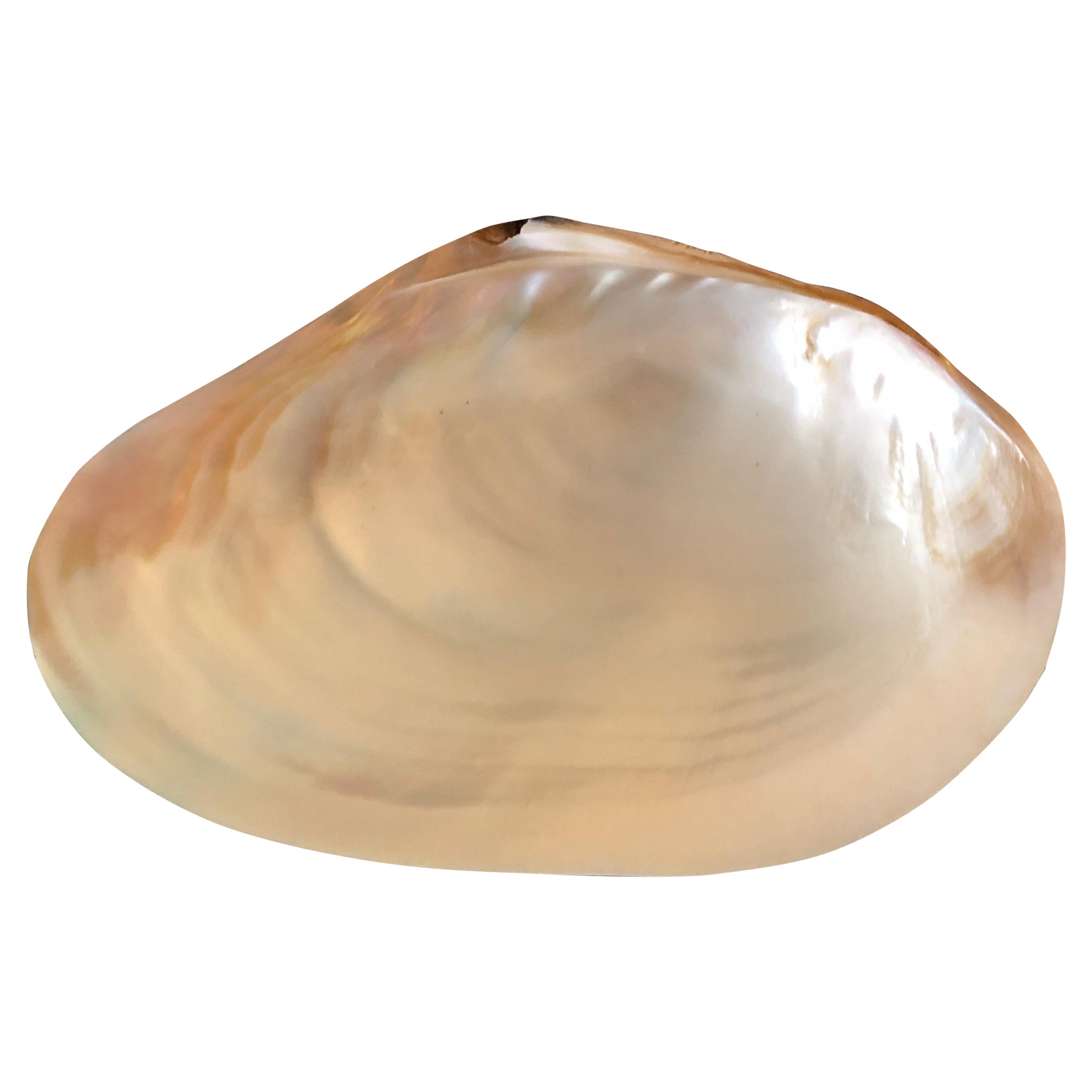 Large Antique Shell Metal Dish or Platter For Sale at 1stDibs