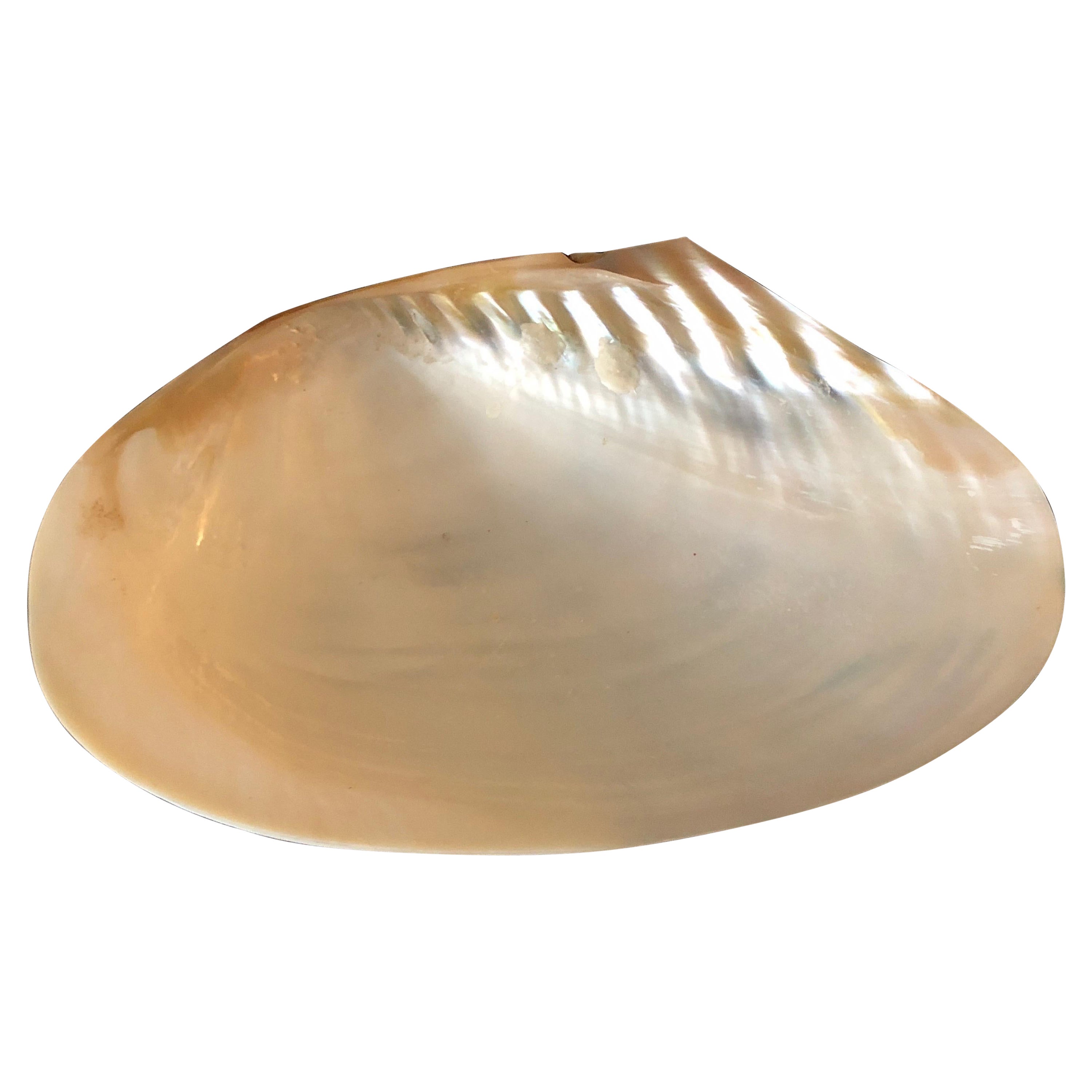Brass Dolphin and Shell Soap Dish at 1stDibs