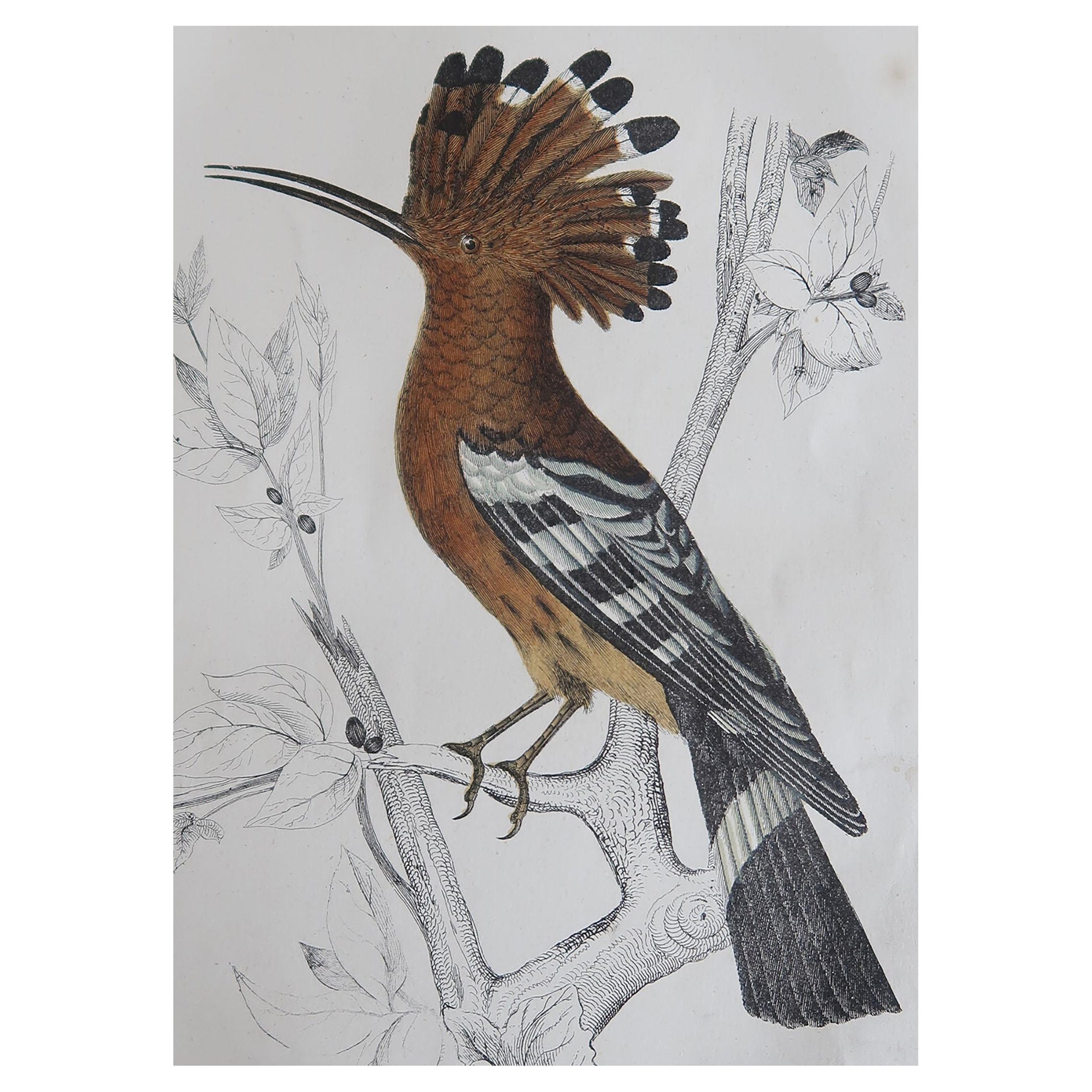 Antique Print of Amboina by Van der Aa, circa 1725 For Sale at 1stDibs