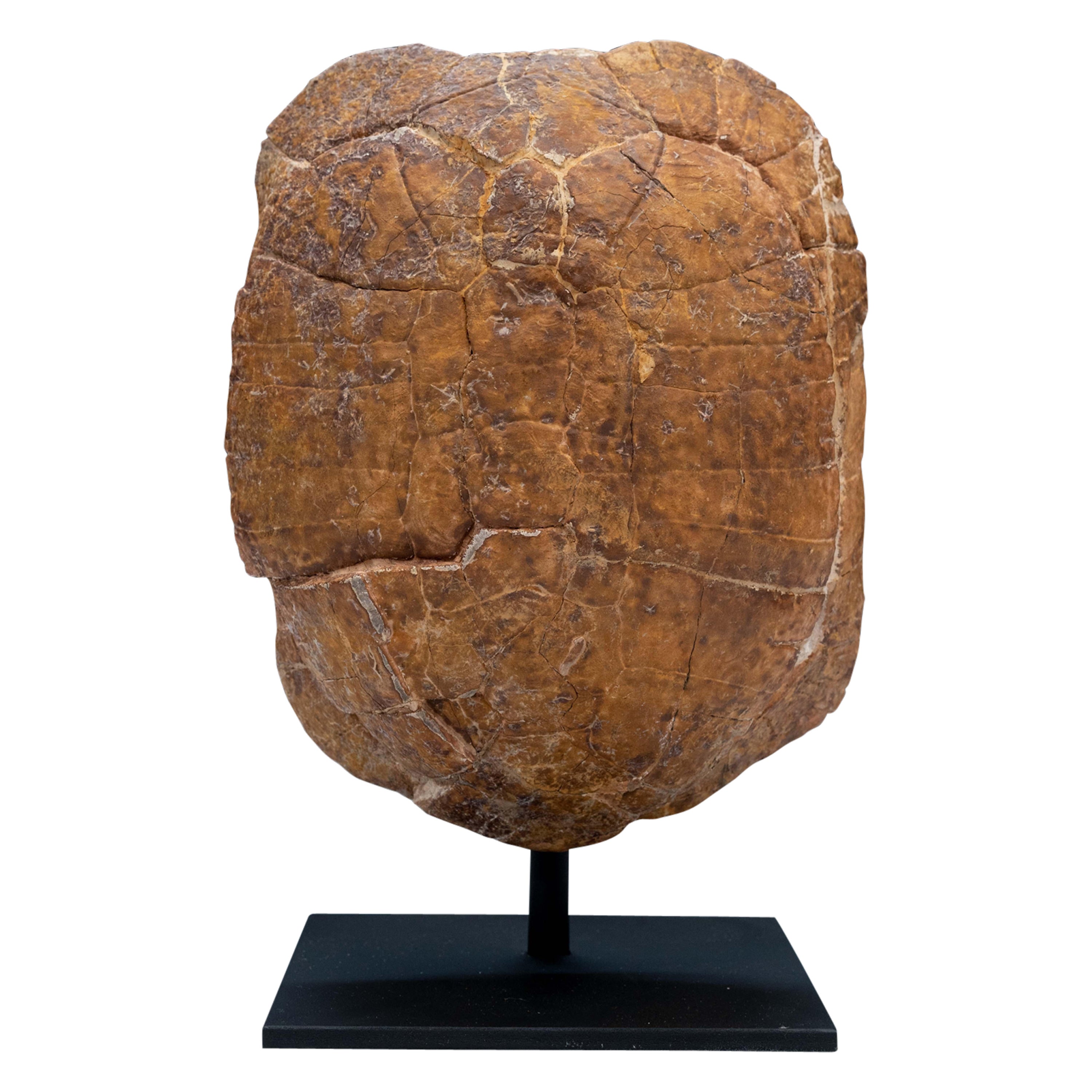 Fossil Turtle Shell at 1stDibs