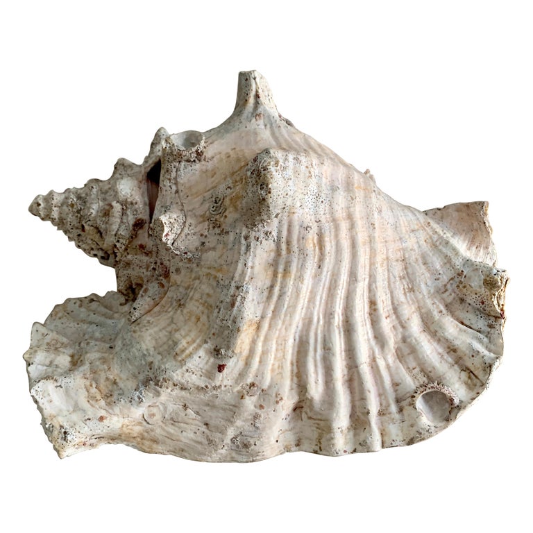 Queen Helmet Conch Shell at 1stDibs