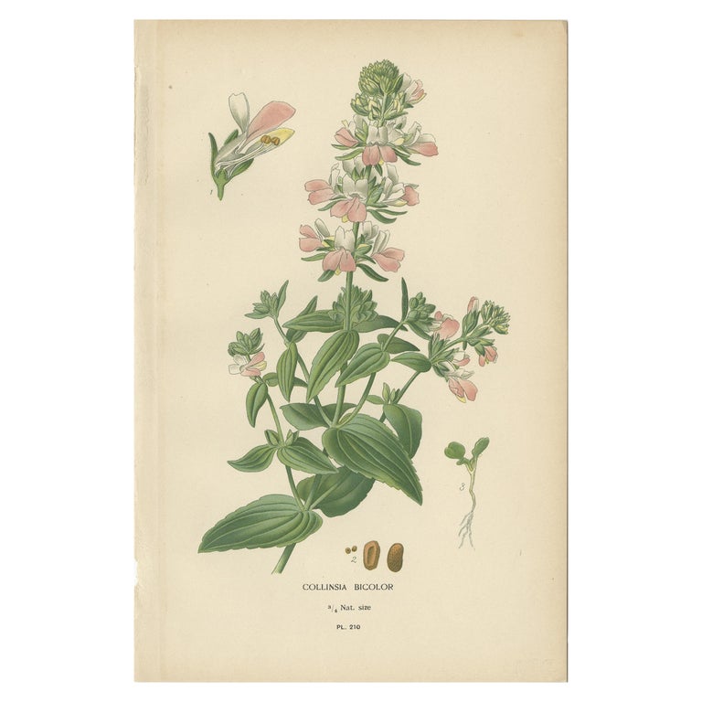 Antique Botany Print of Collinsia Heterophylla by Watson, 1897 For Sale ...