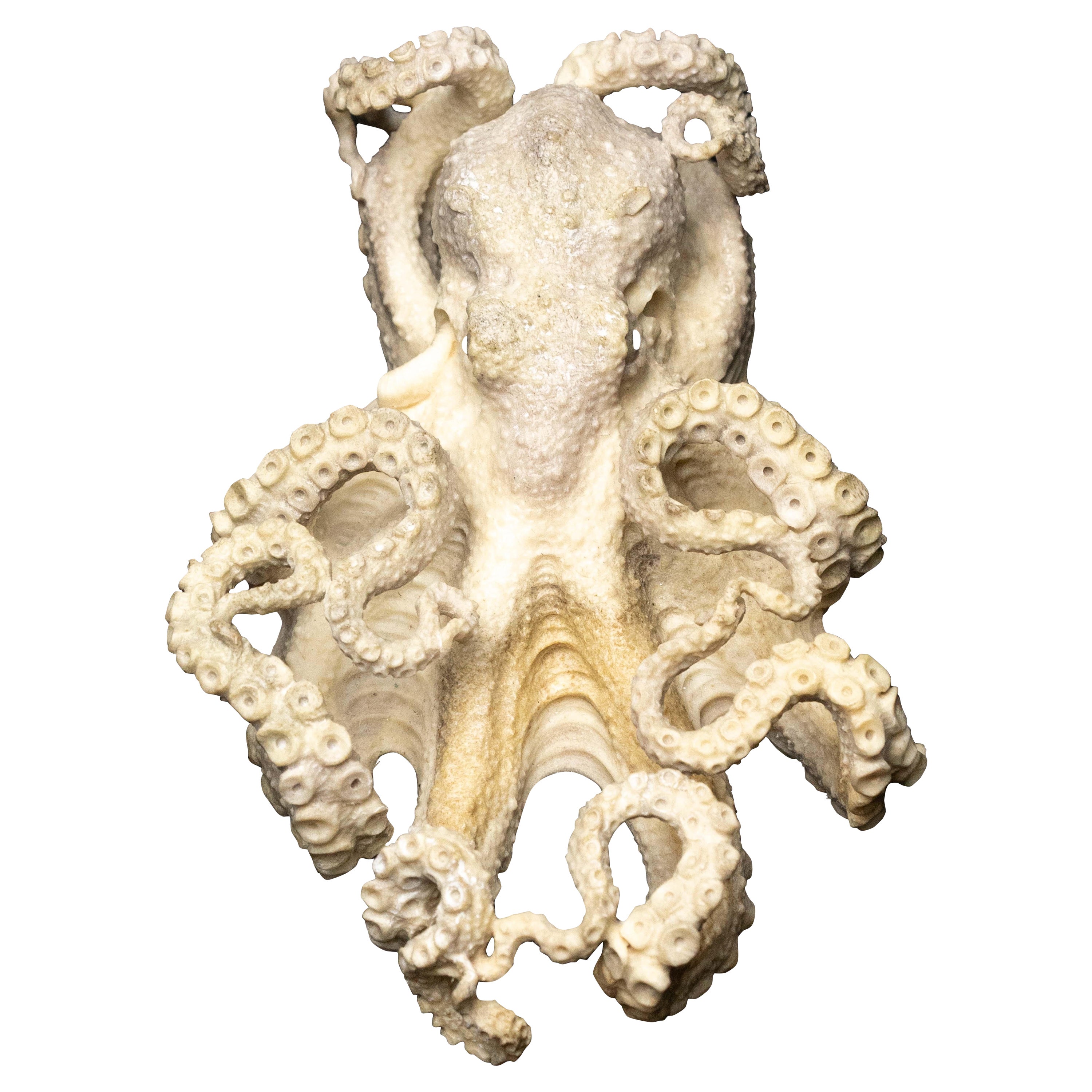 Jet Carving of Hooded Cobra at 1stDibs