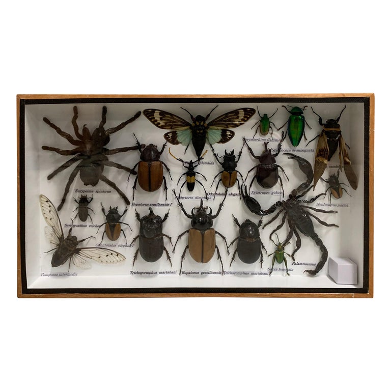 Beautiful Wooden Box or Display Case Full of Exotic Insects, Taxidermy ...