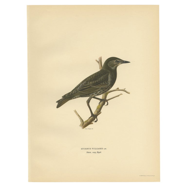 Antique Bird Print of the Common Starling, 1927 For Sale at 1stDibs