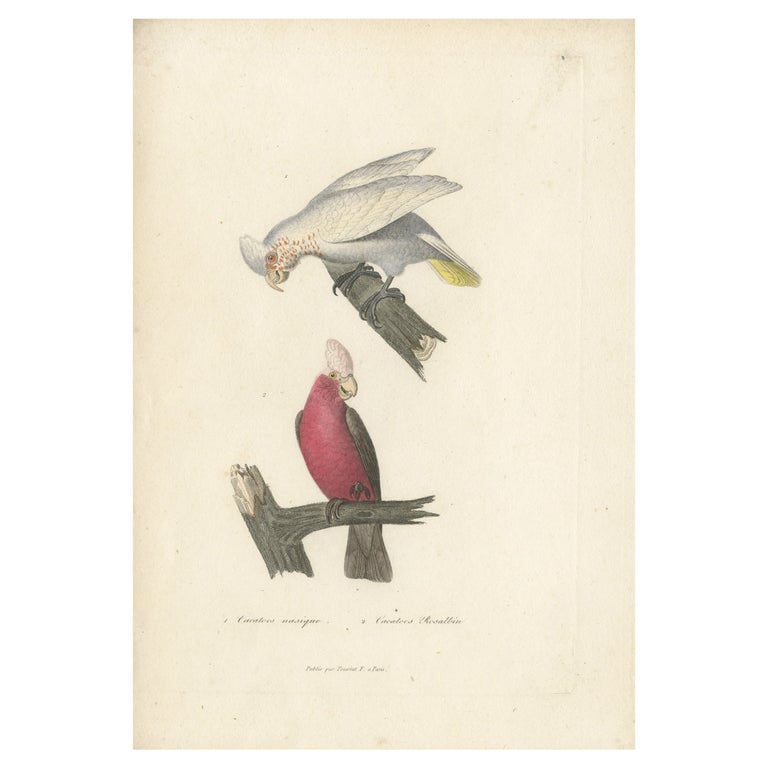 Gravure sur plaque de cuivre colorée à la main d'une corelle et d'un ...