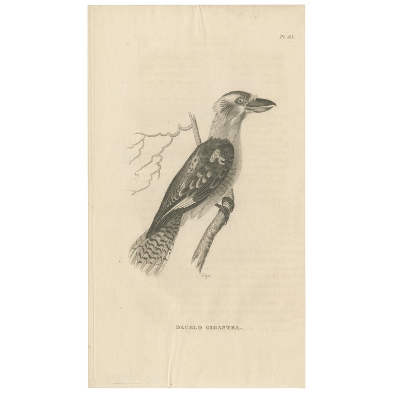 Antique Print of the Laughing Kookaburra of Australia, 1825 For Sale at 1stDibs