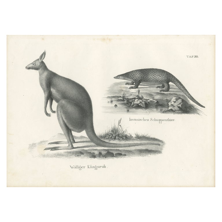 Antique Print of Kangaroo and a 'Javanese' Pangolin in Australia, c ...