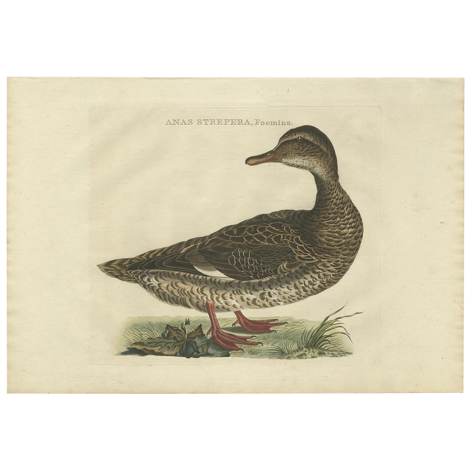 Antique Bird Print of the Female Gadwell Duck by Sepp and Nozeman, 1809 ...