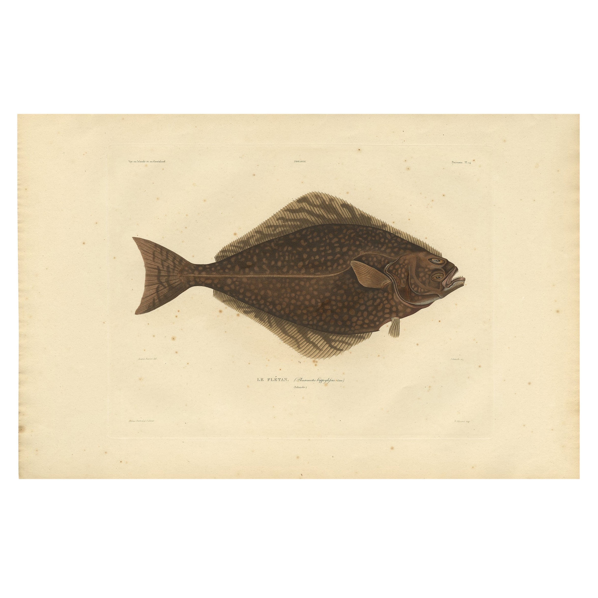 A Set of Four Hand-Colored Copperplate Engraving of Fish at 1stDibs
